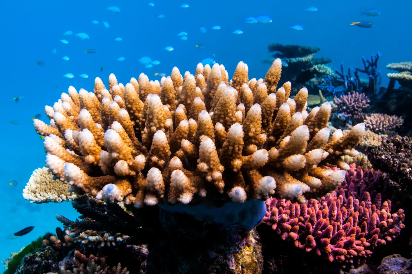 Contact us | Reef Knowledge System
